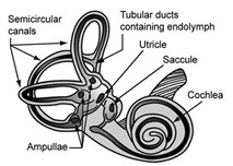 Watching the World Wake Up: Birds, Hearing and Ears